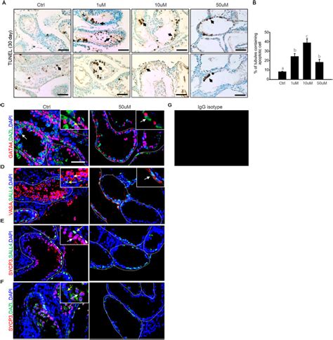 Apoptotic Effect Of Resmethrin In Germ Cells Of Mtfs A Tunel Staining Download Scientific