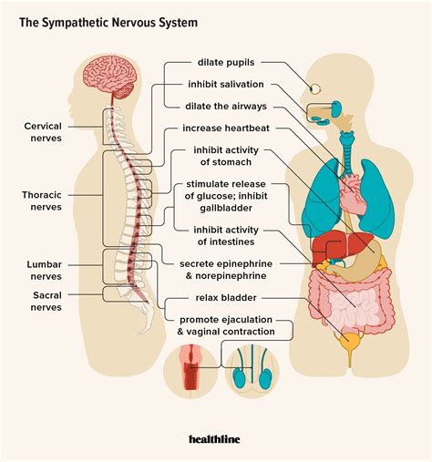 Sympathetic Nervous System Function Anatomy And Importance