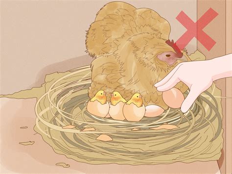 How To Hatch Chicken Eggs With Pictures