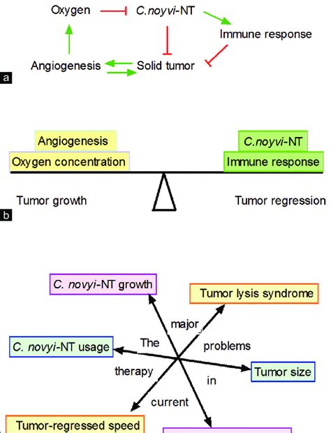 Working Model Of C Novyi Nt In Tumor Regression And The Major Problems