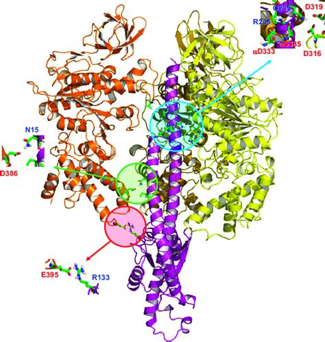 Interactions Between The γ Subunit And The Surrounding Subunits For A Download Scientific