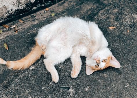 猫在地上打滚磨蹭是什么意思猫为什么喜欢睡地上 猫咪 猫窝 主人