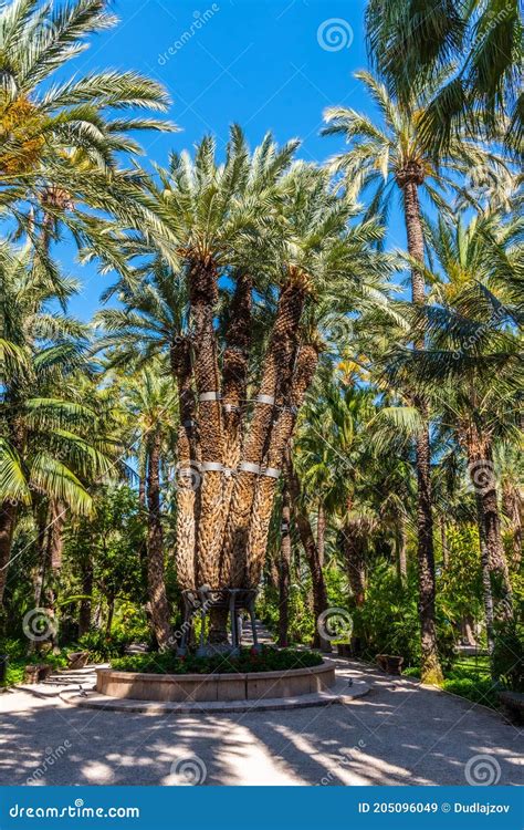 Palm Groves At Huerto Del Cura Garden In Elche Stock Image Image Of