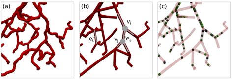 1 Network Representation Of A Realistic Microvascular Network And Download Scientific Diagram