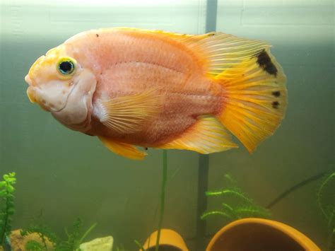 Can Anyone Tell Me The Sex Of My Parrot Fish Raquariums Can Anyone Tell Me The Sex Of My Parrot Fish Raquariums