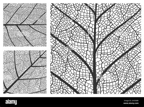 Leaf Texture Pattern Background Vector Closeup Plant Leaf Pattern With Veins And Cells Foliage