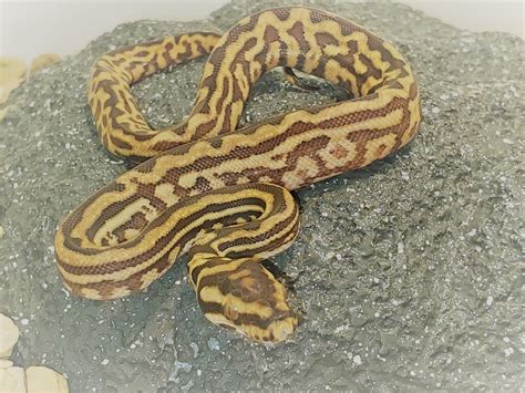 Hybrid Ball Python Traits Morphpedia Hybrid Ball Python Traits Morphpedia