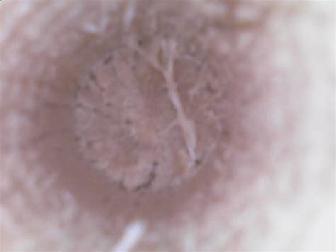 Mezz Core Wood Azbilliards Forums