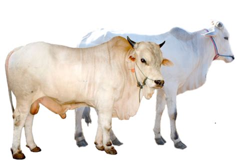 Sapi Png 10 Free Cliparts Download Images On Clipground 2026