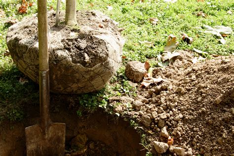 Tree Root Plant Hole Your Connection To Wildlife