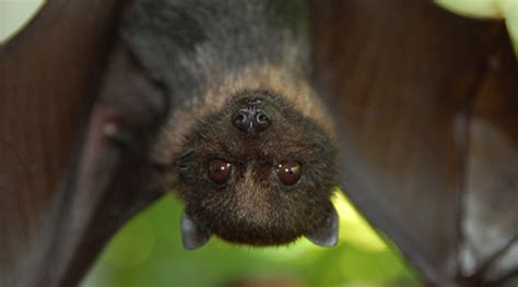 Check Out These Photos Of Some Of The 23 Species Just Declared Extinct