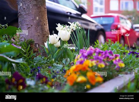Tiny City Gardens Around The Foot Of A Tree Tree Trunk Garden On Behalf Of Urban Greening And