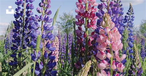 푸른 하늘 아래 보라색과 분홍색 꽃이 가득한 들판 사진 Unsplash의 무료 꽃 이미지