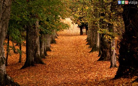 Pratimo Jesen Video I Pozadine Wallpaperi S Temom Jeseni Eduvizija