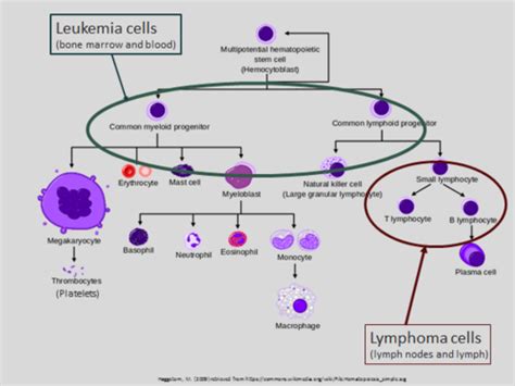 Hematopoietic Flashcards Quizlet