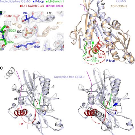 The Structure Of Nucleotide‐free Osm‐3 1 337 Construct Download Scientific Diagram