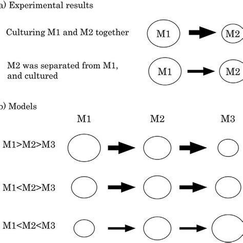 Morphological Differences Between Deciduous Teeth And Their Successors Download Scientific
