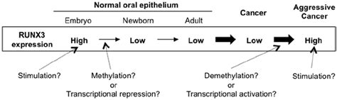 Schematic Model Of Runx3 Overexpression In Hnscc In Oral Epithelium Of