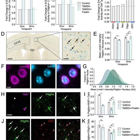Transcriptionally Distinct Cell Subpopulations In Ts65dn Cortex Download Scientific Diagram