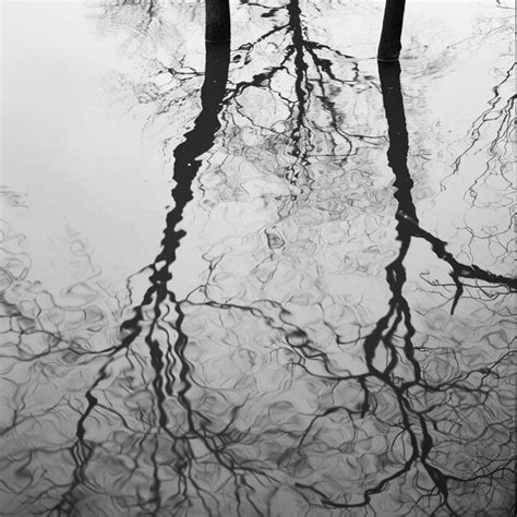 Premium Photo A Reflection Of Two Trees In A Body Of Water With A Reflection Of A Tree In It
