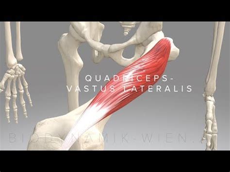 Vastus Lateralis Muscle — Anatomy Lab