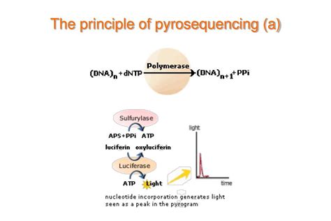 Ppt Dna Analysis Powerpoint Presentation Free Download Id4249035