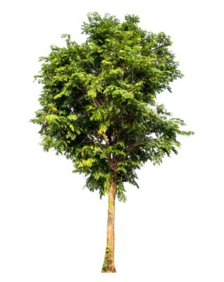 Tree Elevation PNGs For Free Download