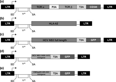 Structures Of Retroviral Vectors Used For Gene Transfer A Modified Download Scientific Diagram