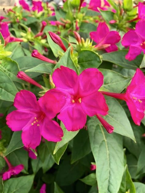 নামঃ Marvel Of Peru সন্ধ্যা মালতী বৈজ্ঞানিক নাম Mirabilis Jalapa বর্ণনাঃ পরিবারের Mirabilis