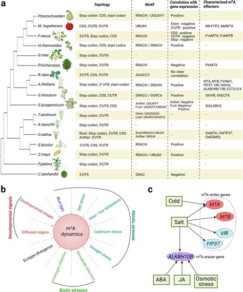 Features Of M⁶a Rna Methylation In Plants A Summary Of Key Features Of Download Scientific