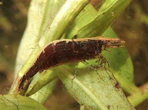 Caridina Lanceifrons In March 2020 By Tse Chung Yi · Inaturalist