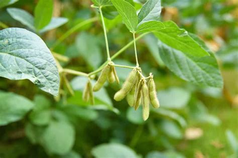 Top 20 What Does A Soybean Plant Look Like