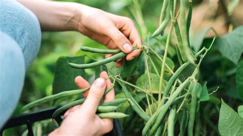 Harvest And Save Green Bean Seeds To Plant For Next Year Heres How