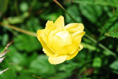 Преброяване на планински крем и витошко лале в резерват Бистришко бранище в ПП Витоша