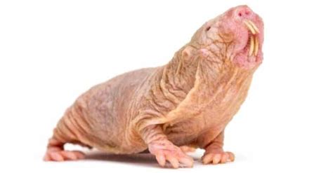10 Interesting Facts About Naked Mole Rats A Z Animals