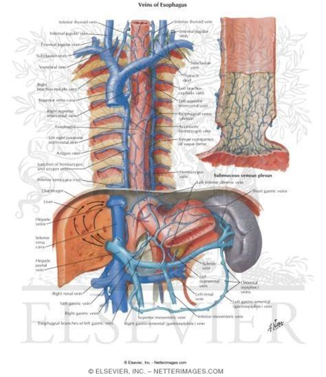 Esophageal Artery Surgical Anatomy Of The Esophagus Dout