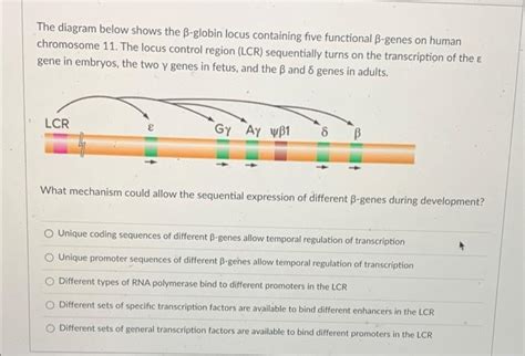 Solved The Diagram Below Shows The B Globin Locus Containing