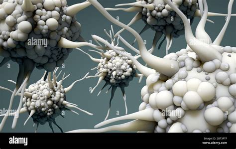 Dendritic Cell Microscope