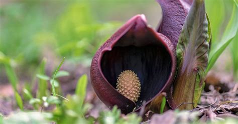 Skunk Cabbage Growing And Care The Garden Magazine