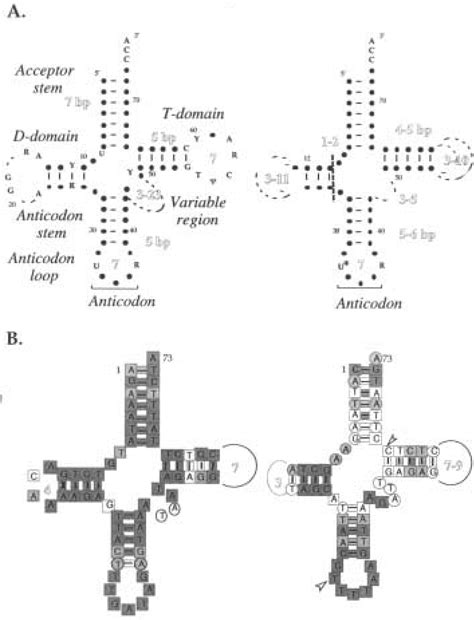 Structural Features Of Mammalian Mitochondrial Trnas A Typical Download Scientific Diagram
