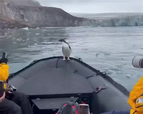 Jumped Onto Boat To Evade An Leopard Seal Gets Ride To Join Friends Album On Imgur