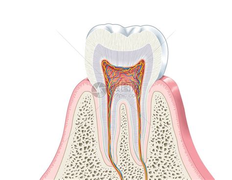 显示牙齿解剖结构的插图插画图片下载 正版图片 摄图网
