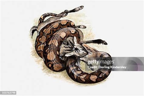 Goat Killing Fotografías E Imágenes De Stock Getty Images