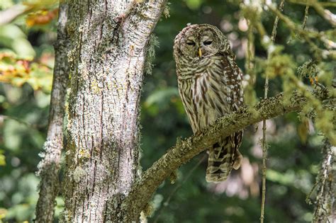 Plan Finalized To Kill Thousands Of Barred Owls Around Northwest