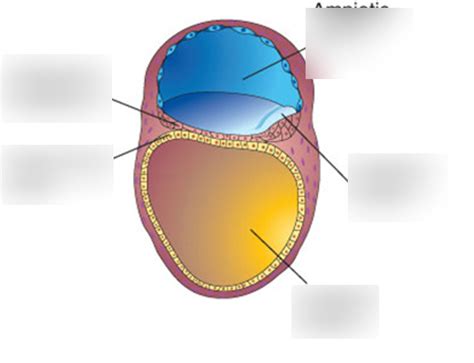 Week 3 Embryo Diagram Quizlet