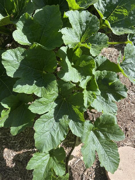 Squash Pumpkin Identification Help R Gardening