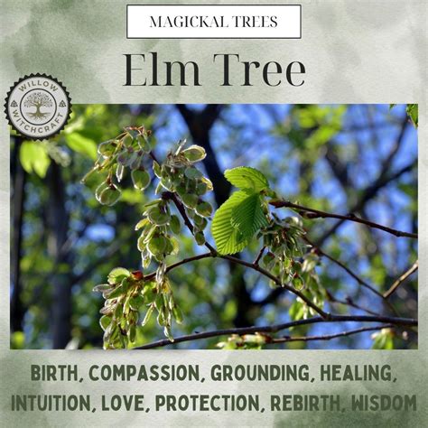 Amazing Healing Trees For Mind Body Forest Therapy Artofit