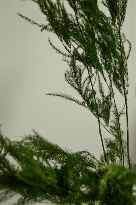 Asparagus Setaceus Pyramidalis Green Room
