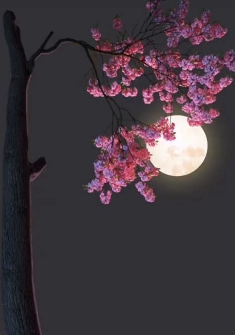 සුදි රණසිංහ සමඟ 🎈හඬා වැටෙන බ්‍රසීලියානු ළමා වාදකයා ලොව වඩාත්ම සංවේදී ඡායාරූපවලින් එකක් ලෙස