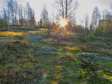 무료 이미지 영상 자연 경관 나무 자연 환 경 하늘 대기 현상 햇빛 초목 아침 잔디 황야 자연 보호 구역 생체 삼림지 우디 식물 봄 경치